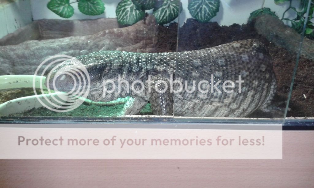 feeding advice for young bosc monitor please | Reptile Forums